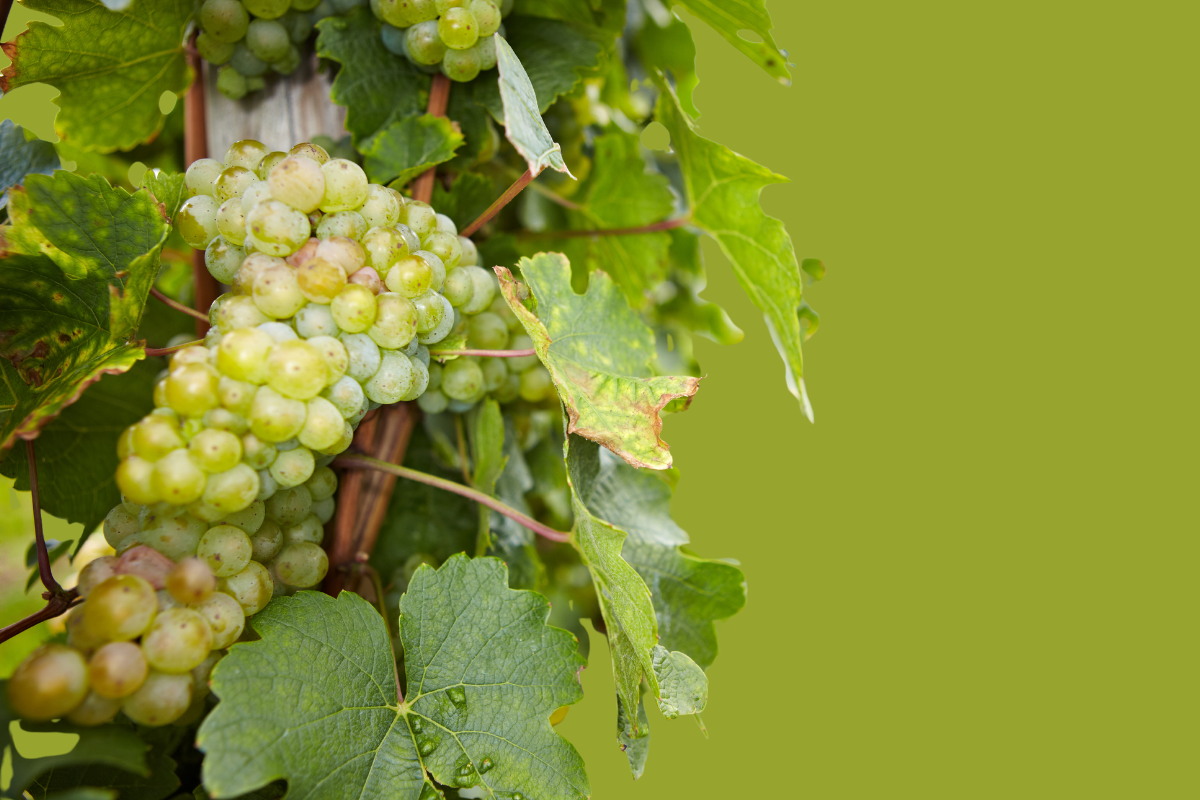 Wino „Maryjka” (Liebfraumilch). Wszystko, co musisz wiedzieć.